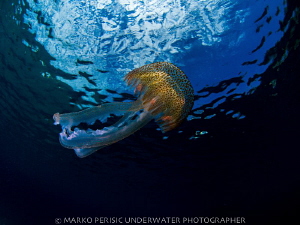 Underwater Photo Contest Entries From Spain