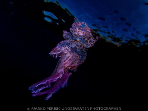 Underwater Photo Contest Entries From Spain