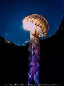 Underwater Photo Contest Entries From Spain