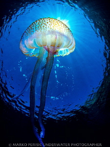 Underwater Photo Contest Entries From Spain