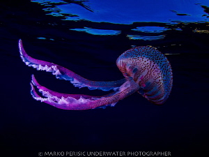 Underwater Photo Contest Entries From Spain