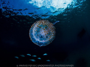 Underwater Photo Contest Entries From Spain