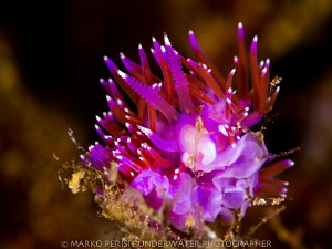 Underwater Photo Contest Entries From Spain
