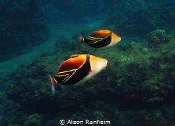 Humas- close up! by Alison Ranheim