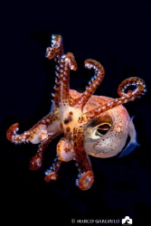 Underwater Photo Contest Entries By Marco Gargiulo