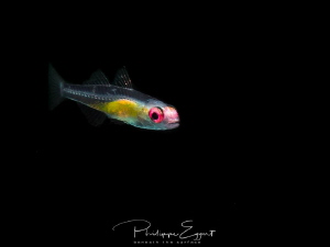 Underwater Photo Contest | Latest Entries