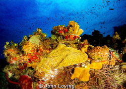 Underwater Photo Contest Entries From Cayman islands