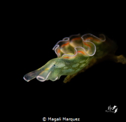 Underwater Photo Contest | Latest Entries