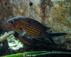 Underwater Photo Contest Entries From The Mediterranean Sea