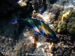 Underwater Photo Contest | Macro - swimming