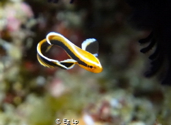 Underwater Photo Contest | Macro - swimming