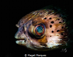 Underwater Photo Contest | Macro - swimming