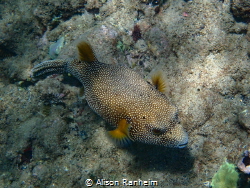 Underwater Photo Contest | Macro - swimming