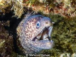 Underwater Photo Contest Entries From The Mediterranean Sea