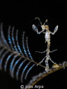 Underwater Photo Contest | Monthly Winners Underwater Photo Contest