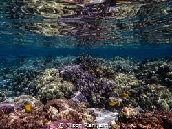 Underwater Photo Contest | Wide Angle - Marine Life