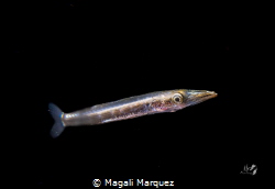 Underwater Photo Contest | Macro - swimming