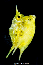 Underwater Photo Contest | Macro - swimming