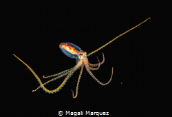 Underwater Photo Contest | Macro - swimming