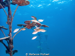 Underwater Photo Contest Entries From The Mediterranean Sea