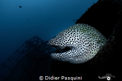 Underwater Photo Contest | Wide Angle - Marine Life