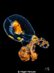 Underwater Photo Contest | Macro - swimming