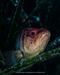 Underwater Photo Contest Entries From Spain