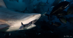 Underwater Photo Contest Entries By Sam Cahir