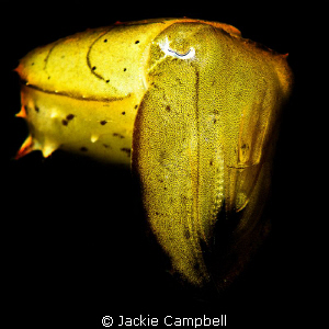 Underwater Photo Contest Entries By Jackie Campbell