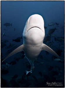 Underwater Photo Contest Entries By Sam Cahir