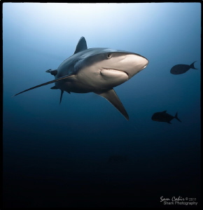 Underwater Photo Contest Entries By Sam Cahir