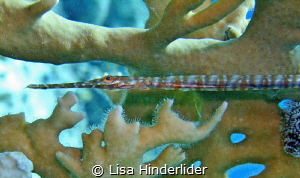 Underwater Photo Contest | Macro - swimming